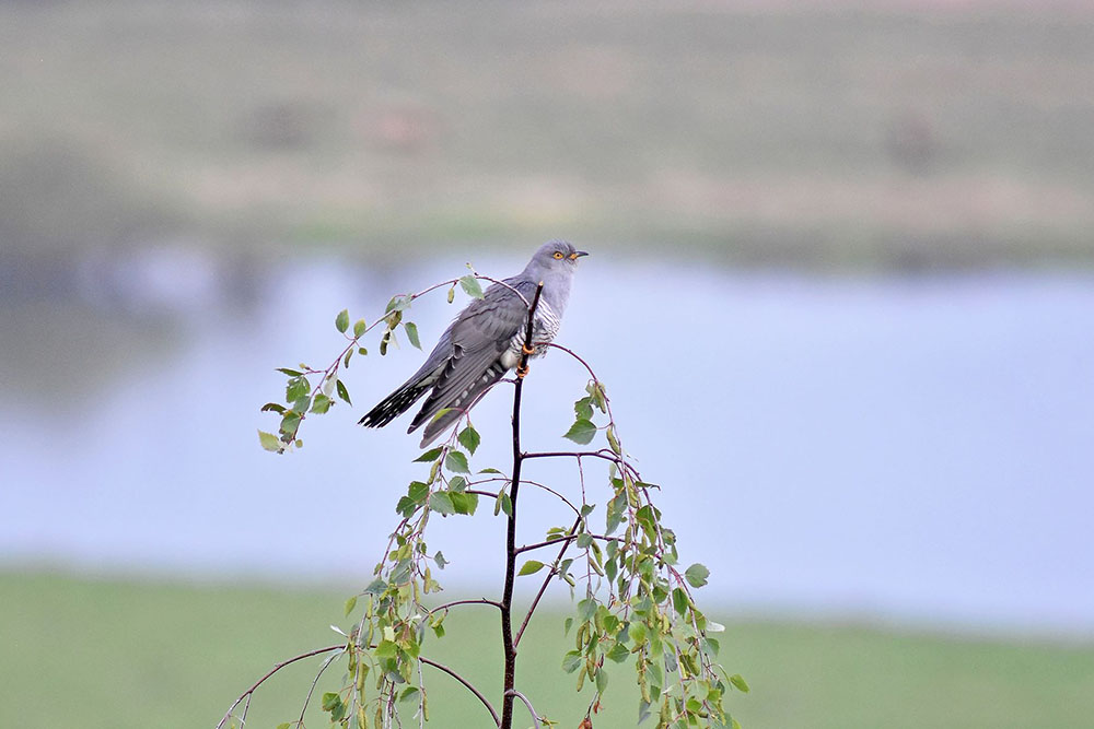 Cuckoo – Keith Boyer – Fairburn Ings Bird Group